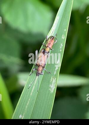 Grooved Leaf Beetle (Donacia semicuprea Stock Photo - Alamy