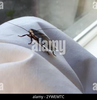 Gisborne Cockroach (Drymaplaneta semivitta Stock Photo - Alamy