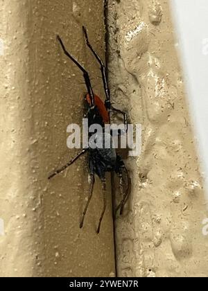 Red-spotted Ant-mimic Sac Spider (Castianeira descripta Stock Photo - Alamy