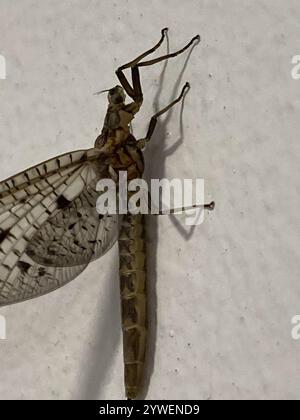 Green Drakes (Ephemera Stock Photo - Alamy