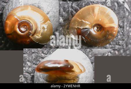 Shiny Ram's-horn (Segmentina nitida), Mollusca, Daugavgrīva, Kurzeme ...