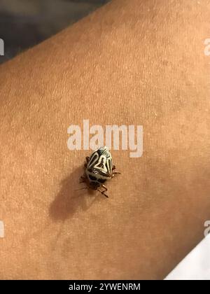 Two-spotted Stink Bug (Perillus bioculatus Stock Photo - Alamy