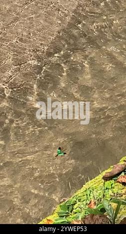 Green Metalwing (Neurobasis chinensis Stock Photo - Alamy