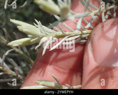 Spineless Horsebrush (Tetradymia canescens Stock Photo - Alamy