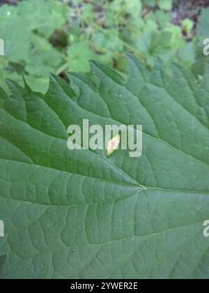 Nettle Clustercup Rust fungus (Puccinia urticata Stock Photo - Alamy