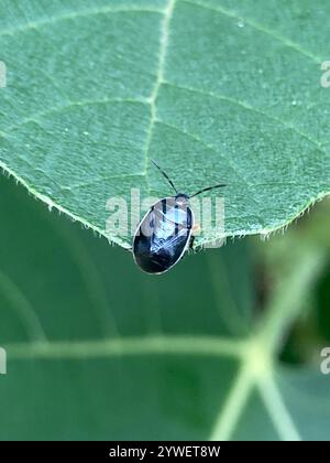 White-margined Burrower Bug (Sehirus cinctus Stock Photo - Alamy