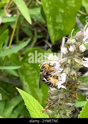 Common Longhorn Bee (Melissodes communis Stock Photo - Alamy