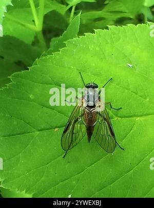 Large Fleck-winged Snipefly (Rhagio notatus Stock Photo - Alamy