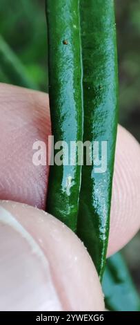 pineland croton (Croton linearis Stock Photo - Alamy