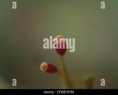 Douglas' Neckera Moss (Neckera douglasii Stock Photo - Alamy