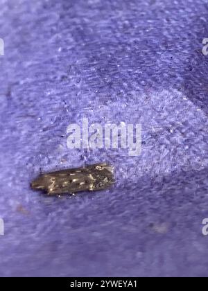 Dark Groundling (Bryotropha affinis Stock Photo - Alamy