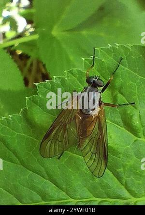 Large Fleck-winged Snipefly (Rhagio notatus), Insecta, Tartu, Estonia ...