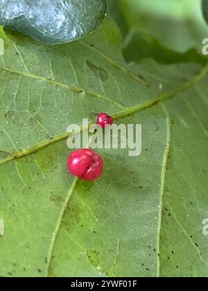 Pea Gall Wasp (Cynips divisa Stock Photo - Alamy