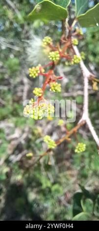 Catclaw Blackbead (Pithecellobium unguis-cati Stock Photo - Alamy