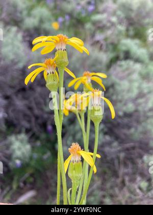 columbia ragwort (Senecio integerrimus exaltatus Stock Photo - Alamy