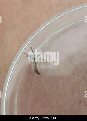 Slender Robberflies (Leptogaster Stock Photo - Alamy