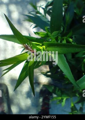 rufibarbis-group Wood Ants (Formica rufibarbis Stock Photo - Alamy