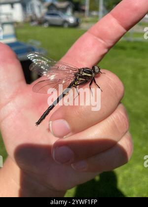 Dusky Clubtail (Phanogomphus spicatus Stock Photo - Alamy