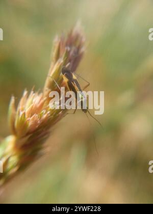 Two-spotted Grass Bug (Stenotus binotatus Stock Photo - Alamy