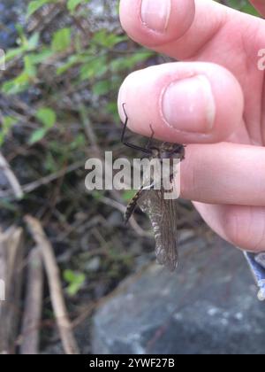 Beaverpond Baskettail (Epitheca canis Stock Photo - Alamy