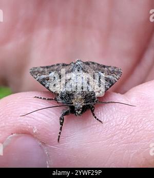 Small Clouded Brindle (Apamea unanimis Stock Photo - Alamy