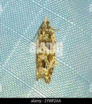 Maple Trumpet Skeletonizer Moth (Catastega aceriella Stock Photo - Alamy