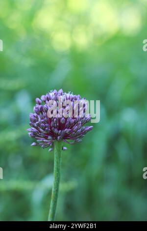 Allium sphaerocephalon, known as snake garlic, is a type of onion ...