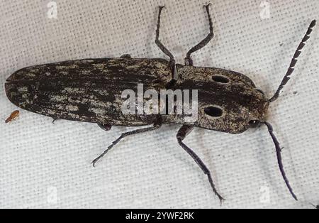 Small-eyed Click Beetle (Alaus myops Stock Photo - Alamy