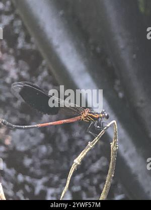 Formosan Damselfly (Euphaea formosa Stock Photo - Alamy