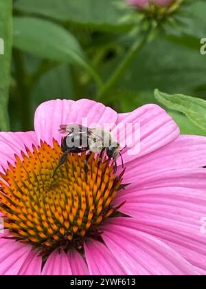 Hibiscus Turret Bee (Ptilothrix bombiformis) Insecta Stock Photo - Alamy