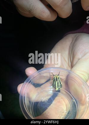Harnessed Tiger Moth (Apantesis phalerata Stock Photo - Alamy