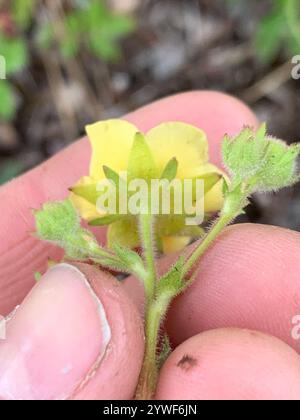 sticky cinquefoil (Drymocallis glandulosa Stock Photo - Alamy