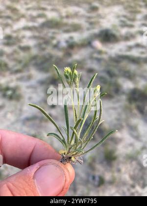Branched False Goldenweed (Oonopsis multicaulis), Plantae, Hammond, MT ...