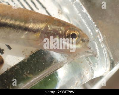 Redbelly Daces and Allies (Chrosomus Stock Photo - Alamy