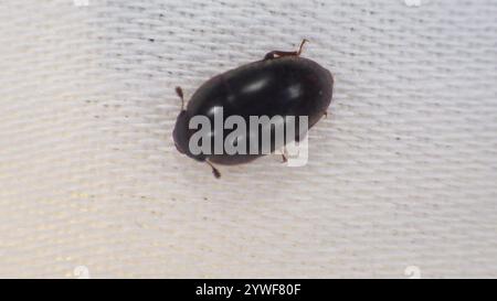 Ample Sap Beetle (Cryptarcha ampla Stock Photo - Alamy