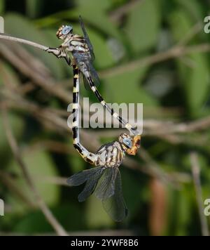Four-striped Leaftail (Phyllogomphoides stigmatus) Insecta Stock Photo ...