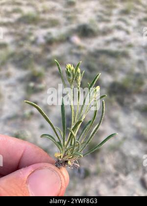 Branched False Goldenweed (Oonopsis multicaulis Stock Photo - Alamy
