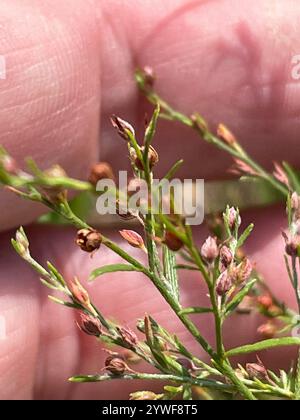 slender pinweed (Lechea tenuifolia Stock Photo - Alamy