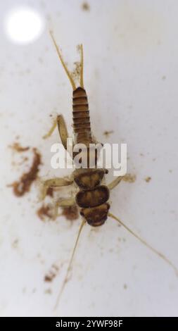 Common Stoneflies (Perlidae Stock Photo - Alamy