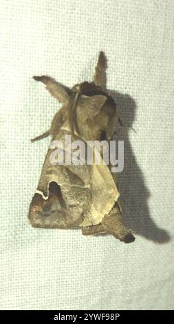 Sigmoid Prominent (Clostera albosigma Stock Photo - Alamy