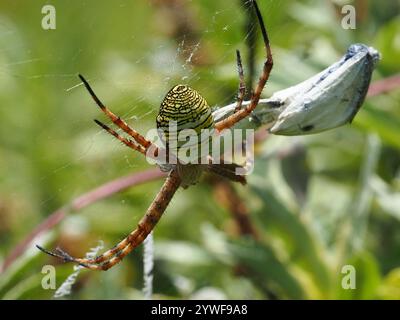 Oval Saint Andrew's Cross Spider (Argiope aemula), Arachnida, 724 ...