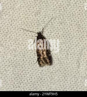 obscure neb (Bryotropha similis Stock Photo - Alamy