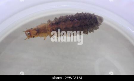 Water Scavenger Beetles (Hydrophilidae Stock Photo - Alamy