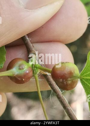 Poplar Leaf Gall Midge (Contarinia petioli Stock Photo - Alamy