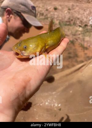 Yellow Bullhead (Ameiurus natalis Stock Photo - Alamy