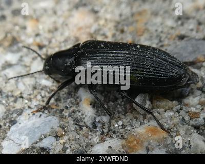 A False Darkling Beetle (Melandrya striata) perches on the bark of a ...