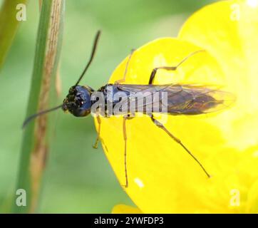 Stem Sawflies (Cephidae Stock Photo - Alamy