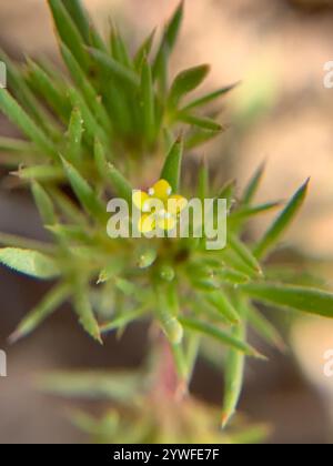 yellow pincushion plant (Navarretia breweri Stock Photo - Alamy