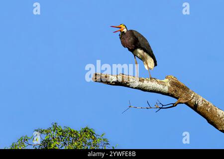 Storm in Borneo Stock Photo - Alamy