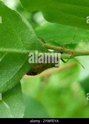 Horned Squash Bug (Anasa armigera Stock Photo - Alamy